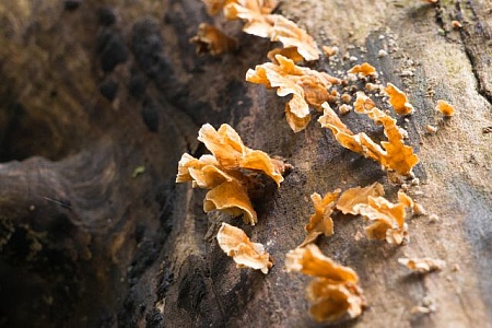 Free fungi on tree stock photos. Download the best free fungi on tree ...