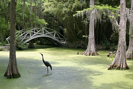 Free swamp stock photos. Download the best free swamp images at ...