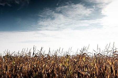 Free wheat strands stock photos. Download the best free wheat strands ...