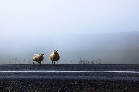 Free misty sheep stock photos. Download the best free misty sheep ...