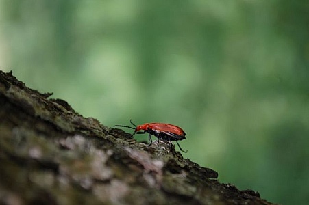 Free bug legs stock photos. Download the best free bug legs images at ...