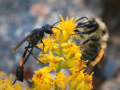 Free insect pollination stock photos. Download the best free insect ...