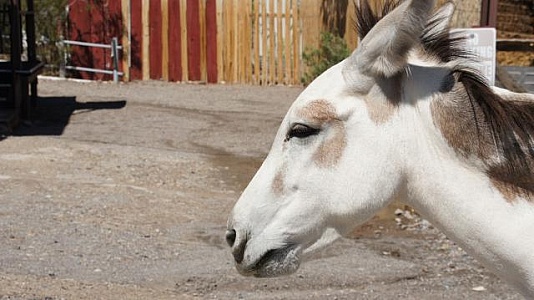 Free donkey stock photos. Download the best free donkey images at ...