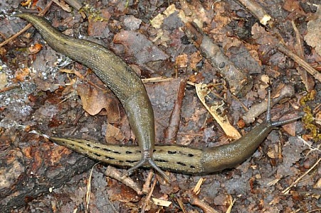 Free hermaphrodite stock photos. Download the best free hermaphrodite ...