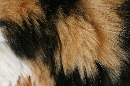 Free cat stock photos. Download the best free cat images at Freerange ...