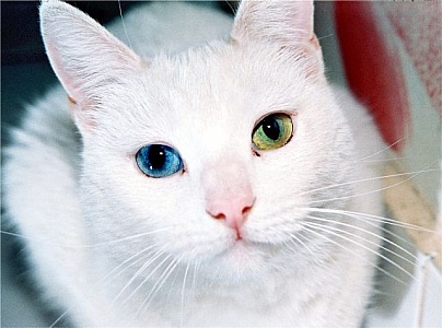 Free cats close up stock photos. Download the best free cats close up ...